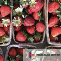 Dallas Farmers Market | Fun Things To Do in Dallas TX | Cultivating Life!