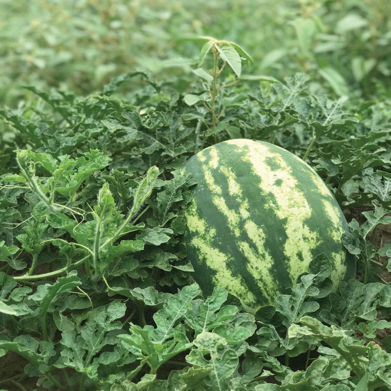 Farm Visits - Dallas Farmers Market