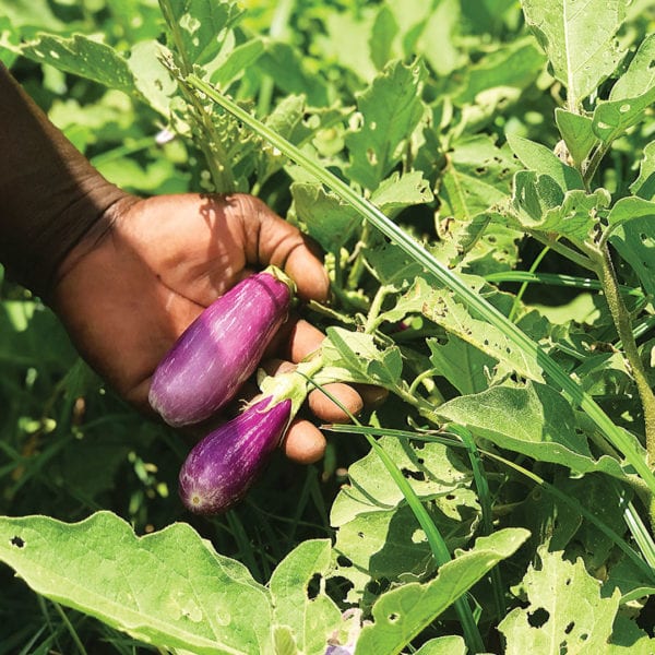 Farm Visits - Dallas Farmers Market