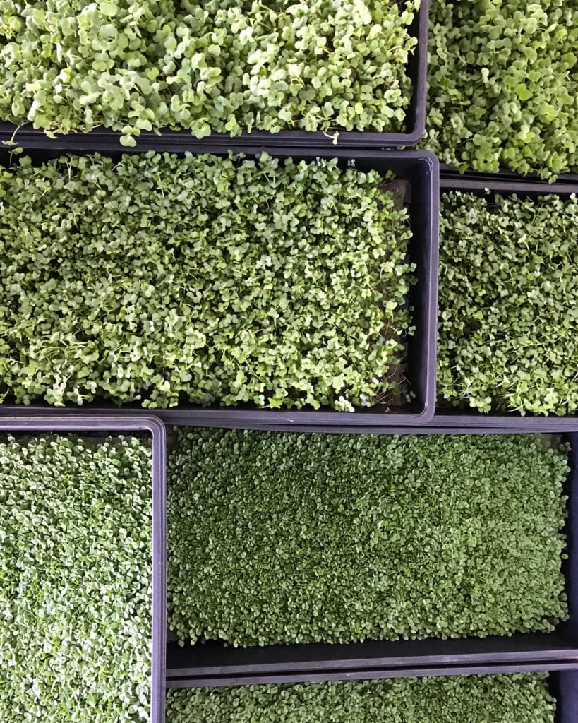 Meet the Microgreen! - Dallas Farmers Market