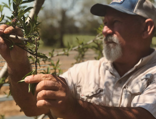 How to Spend 12 Hours in Downtown Dallas - Dallas Farmers Market