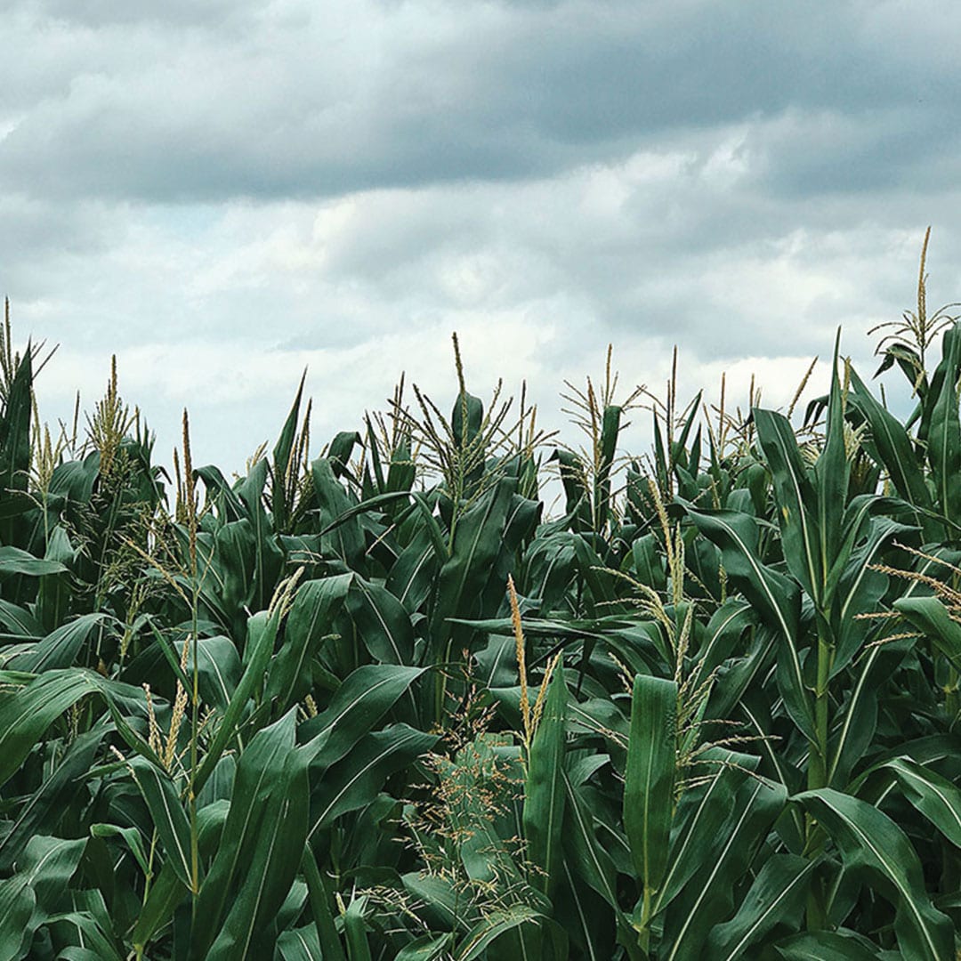 Dallas Farmers Market | Fun Things To Do in Dallas TX | Cultivating Life!