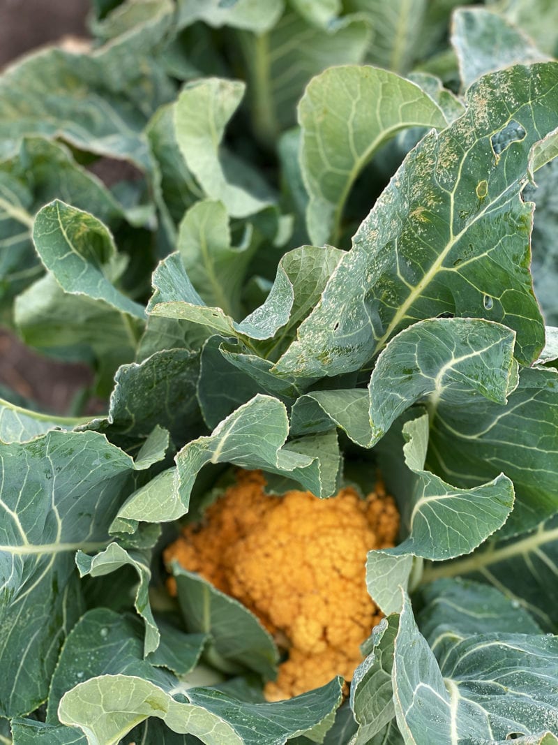 D-Bar Farms - Dallas Farmers Market