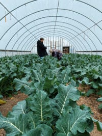 D-Bar Farms - Dallas Farmers Market