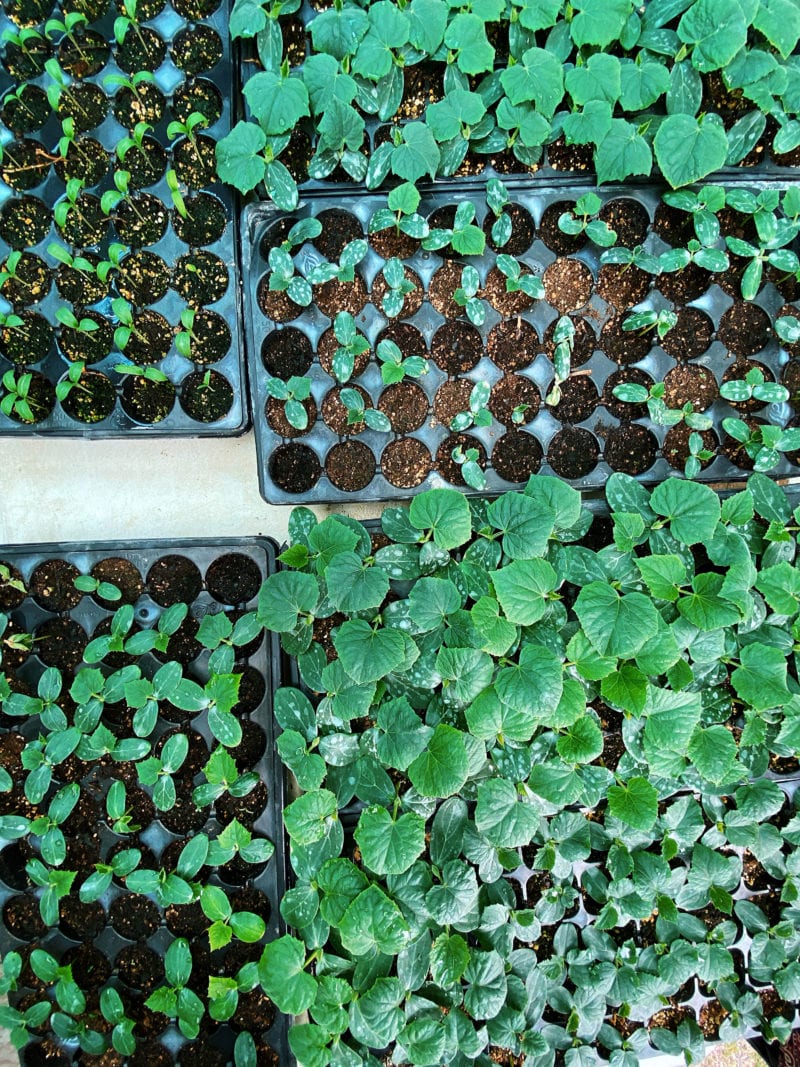 D-Bar Farms - Dallas Farmers Market