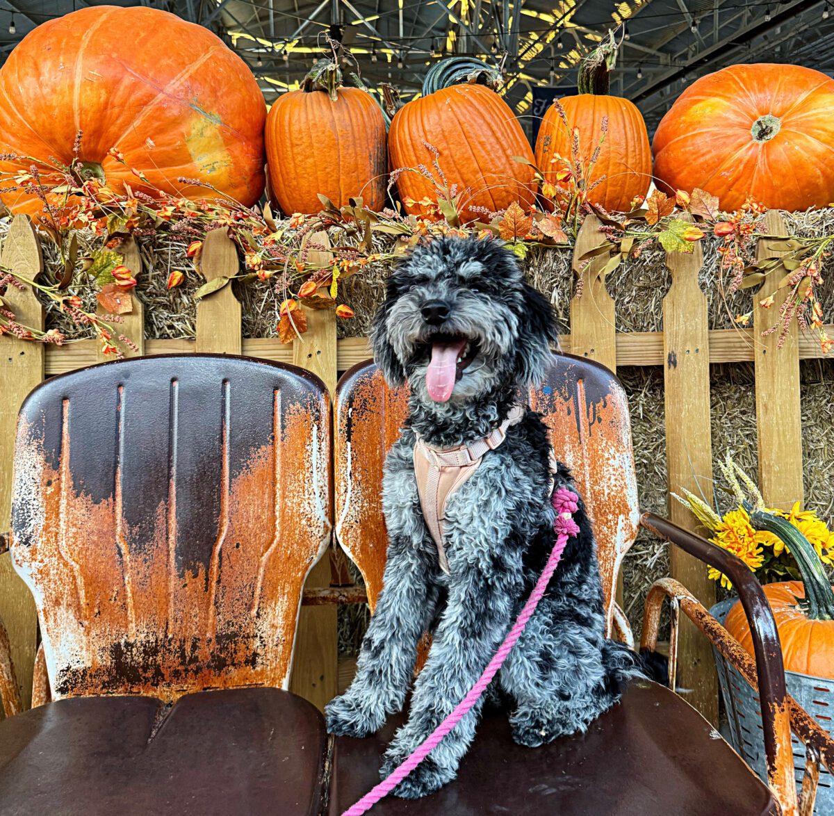 The Shed - Dallas Farmers Market