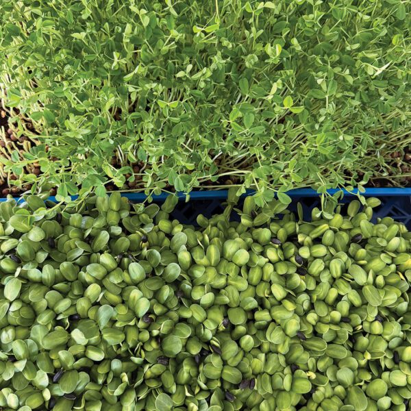 Dallas Farmers Market | Fun Things To Do in Dallas TX | Cultivating Life!